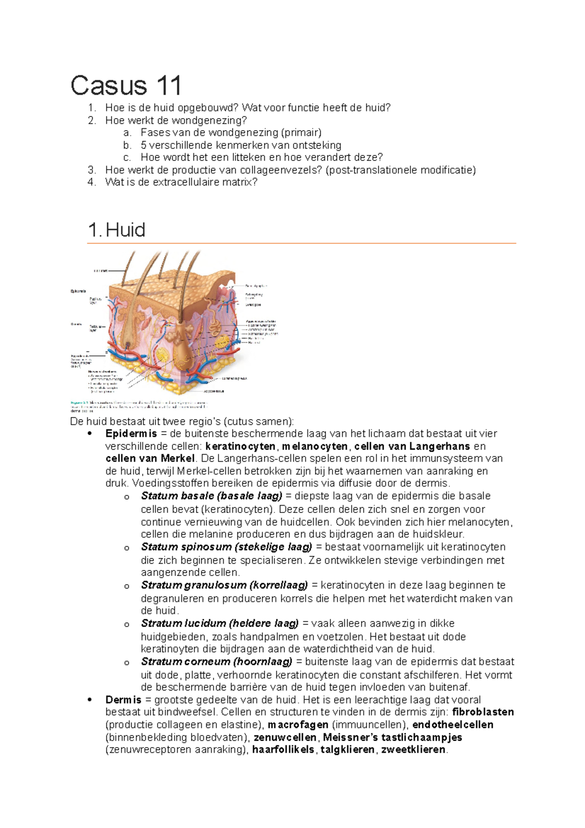 Casus 11: Opbouw, Functies en Wondgenezing van de Huid (Gen1101 ...