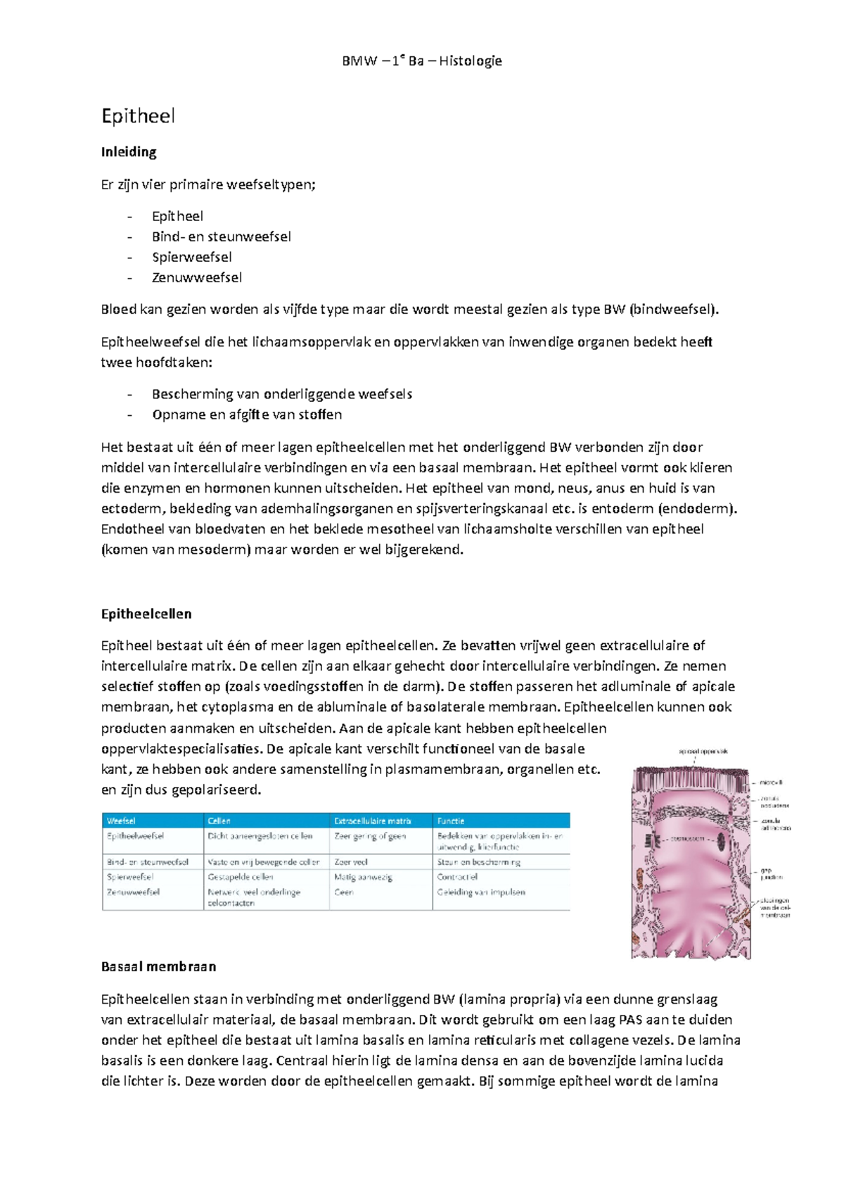 Epitheel - functionele histologie - Epitheel Inleiding Er zijn vier ...