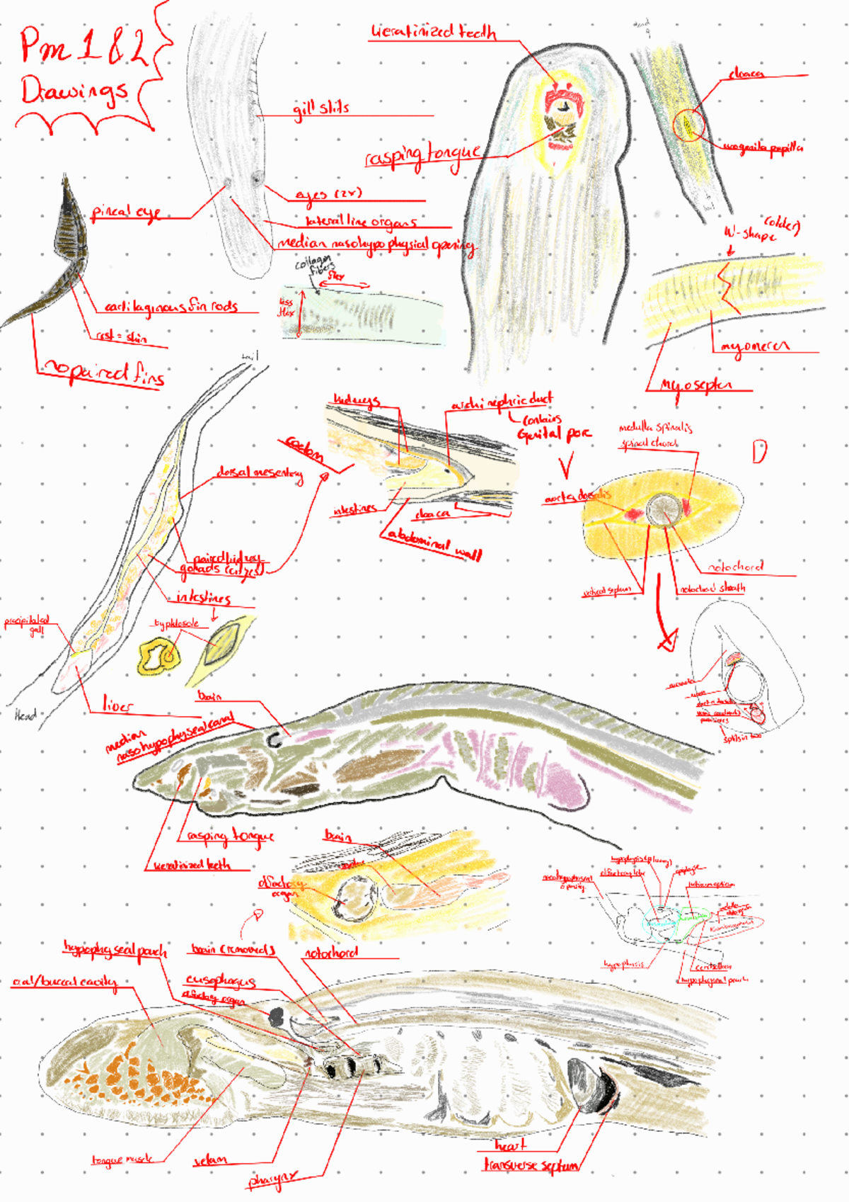 Print Complete drawings practicals Vertebrates 231213 235005 ...