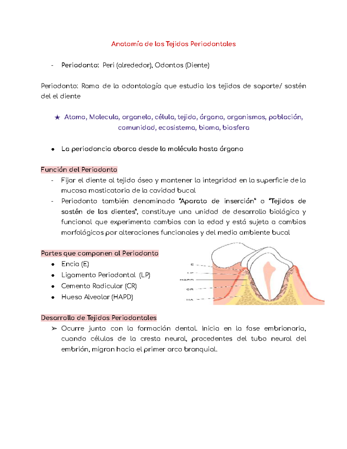 Anatomía y Función del Periodonto - Periodoncia 1er Parcial - Studocu