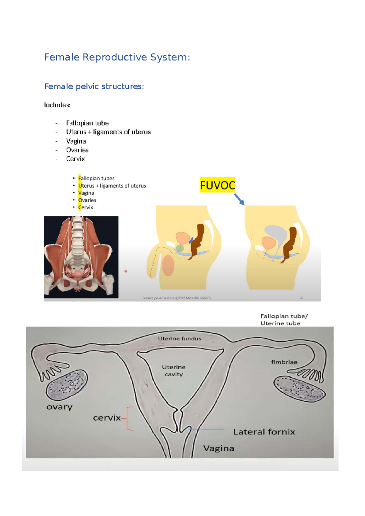 WEEK 2: Female Reproductive System & Pelvic Structures Overview - Studocu