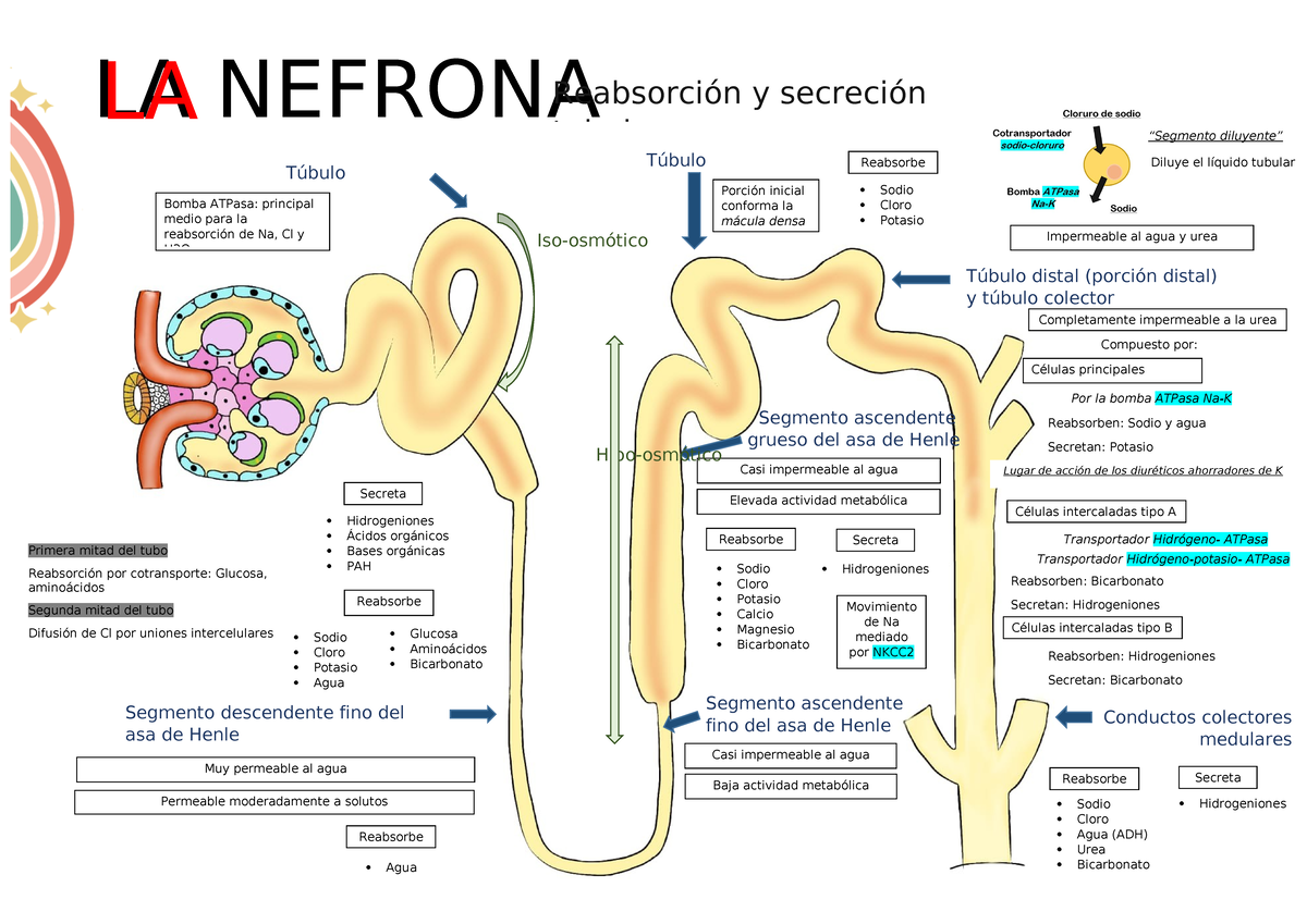 Nefrona: Reabsorción y Secreción en el Proceso Tubular - Studocu