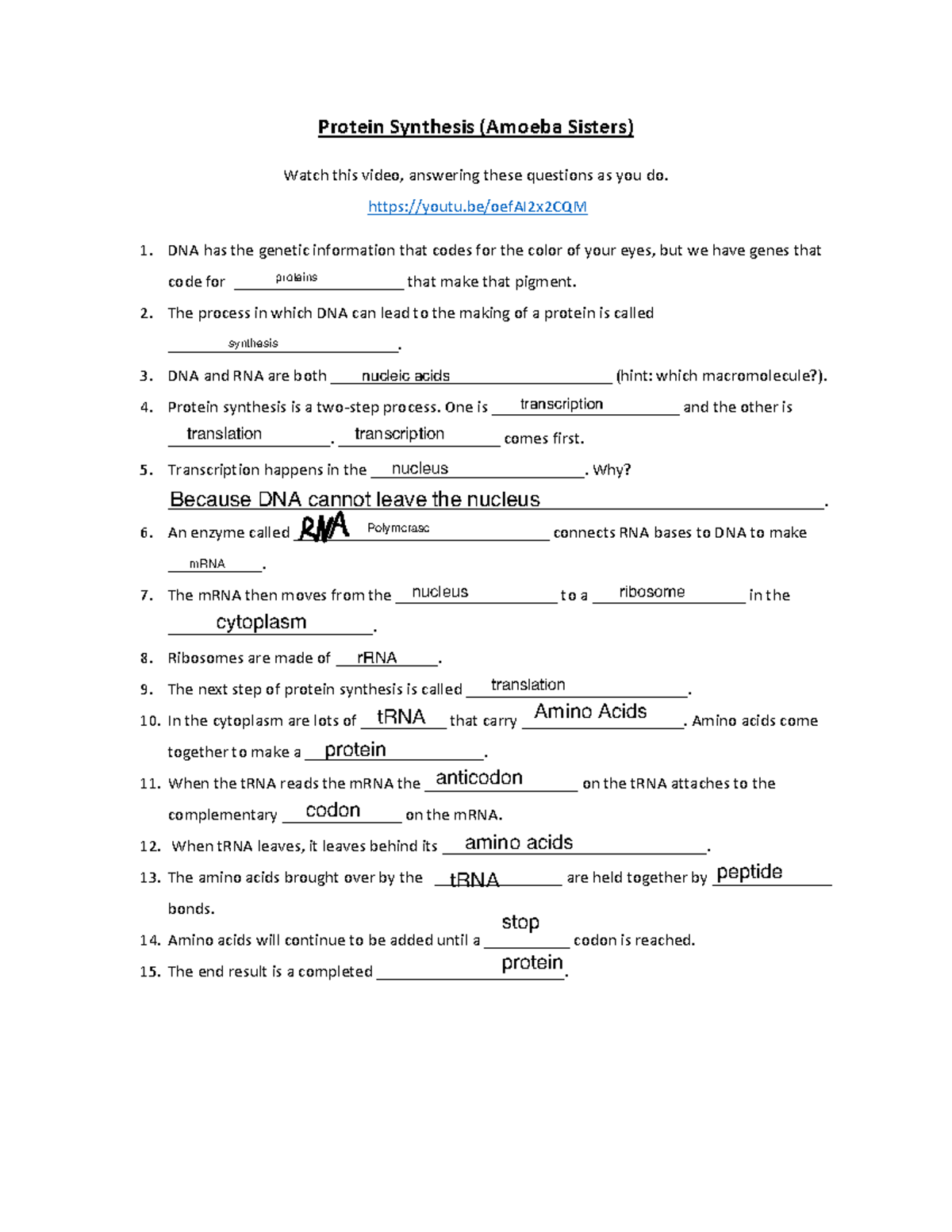 Edited - 🟦 3-6 Protein Synthesis WS (Amoeba Sisters) Due 3-7 - Studocu