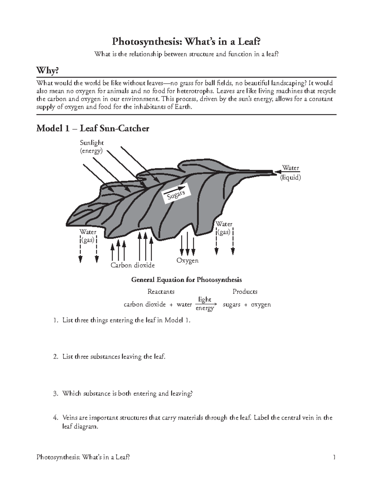 17-0-Photosynthesis: Understanding Leaf Structure & Function POGIL ...