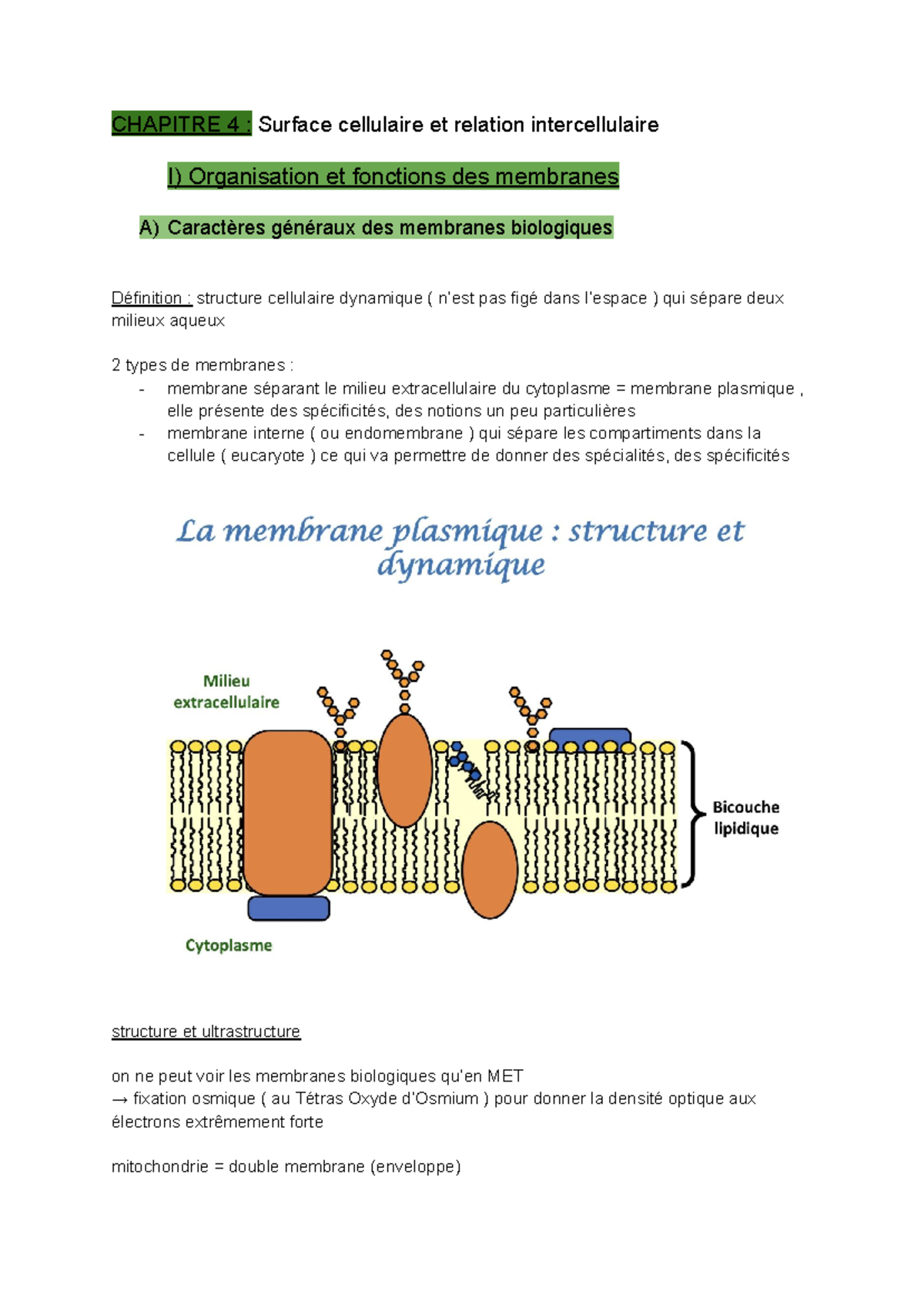 Biocell CHAPITRE 4 : Surface cellulaire et relation intercellulaire ...