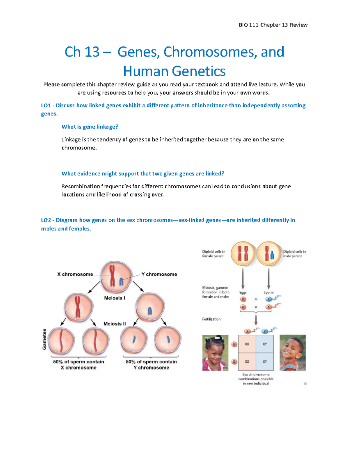 BIO 111 Ch 13 Review - Genes, Chromosomes & Human Genetics - Studocu