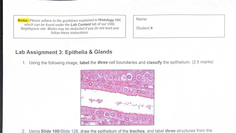 Histology 101 Lab 3: Epithelia Glands Assignment Notes - Studocu