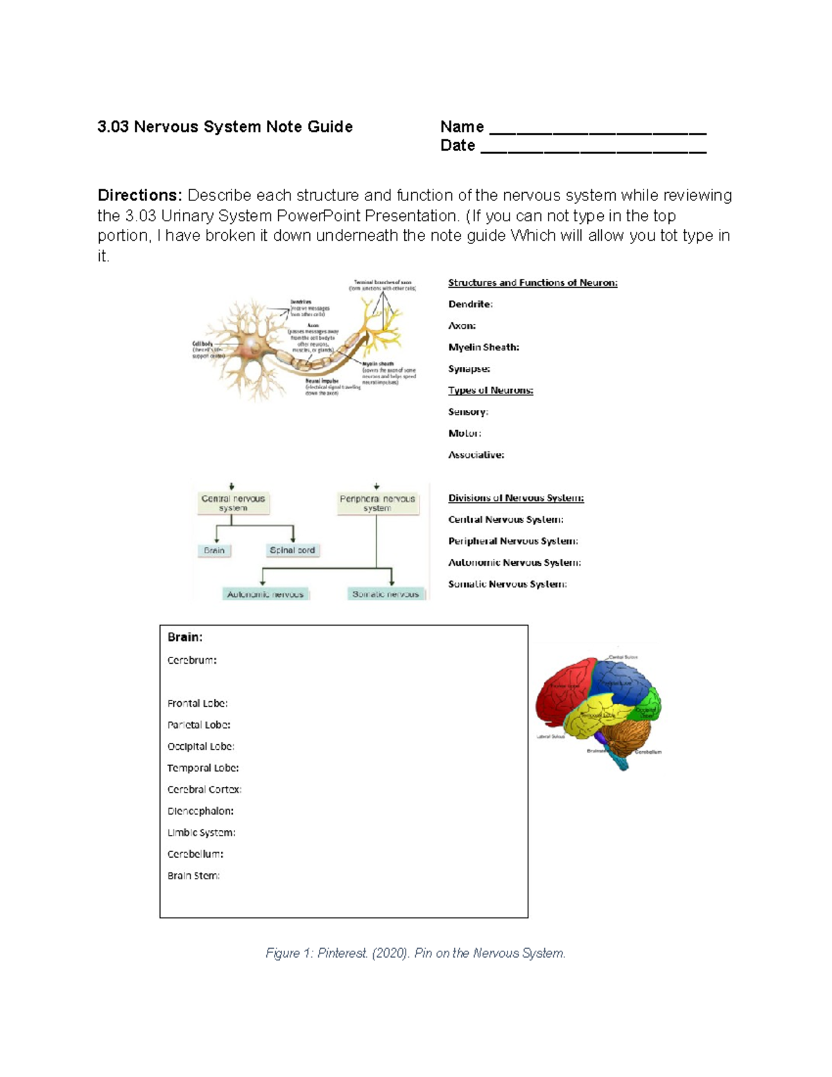 3.03. Note Guide Nervous System - 3 Nervous System Note Guide Name