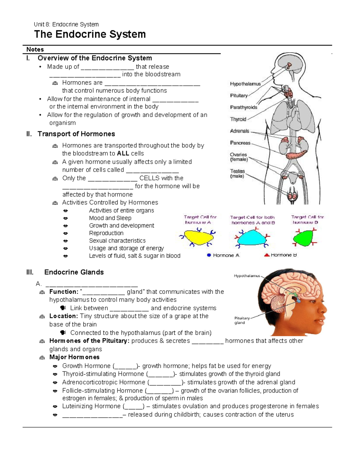 Endocrine System Notes for BIO 101: Overview & Hormone Functions - Studocu