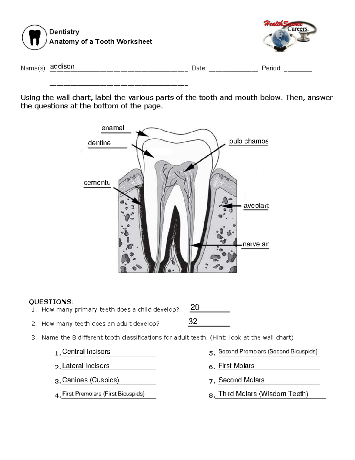 Dentistry Worksheet: Anatomy of a Tooth (Activity 2 Part 1) - Studocu