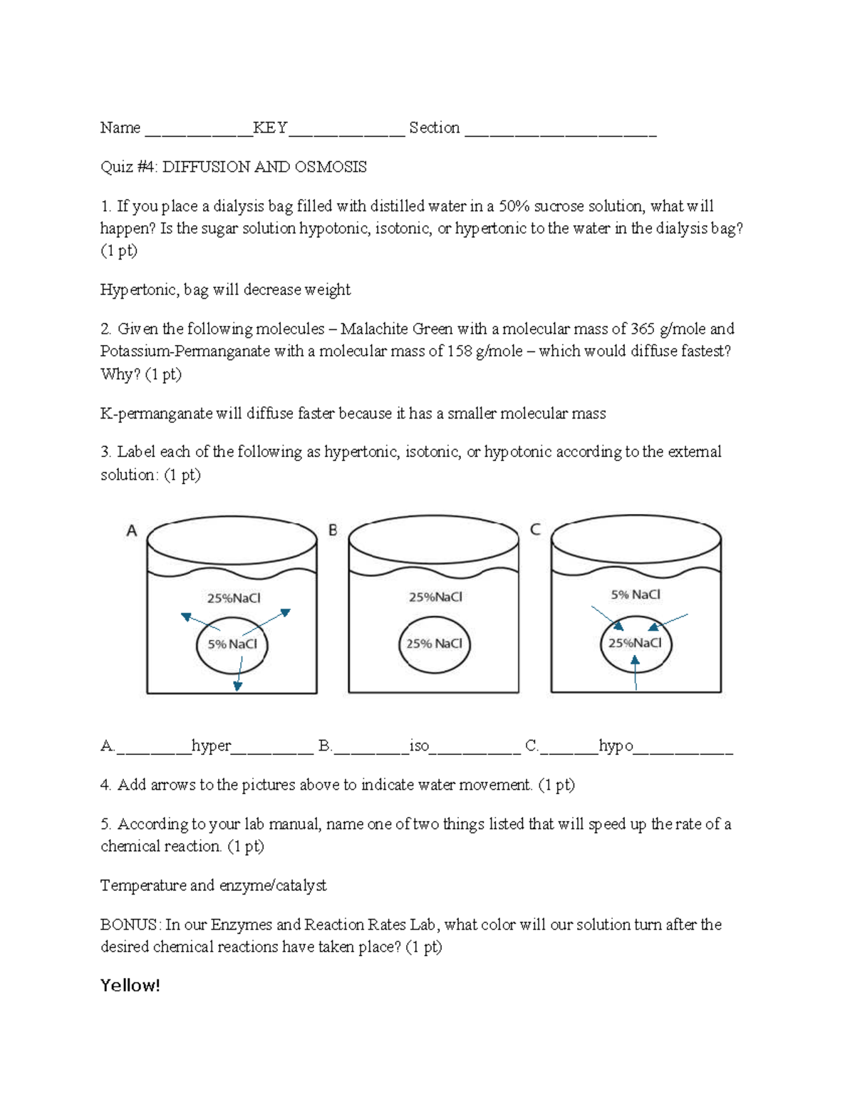 Quiz #4: Diffusion and Osmosis - Key Answers (BIO 101) - Studocu