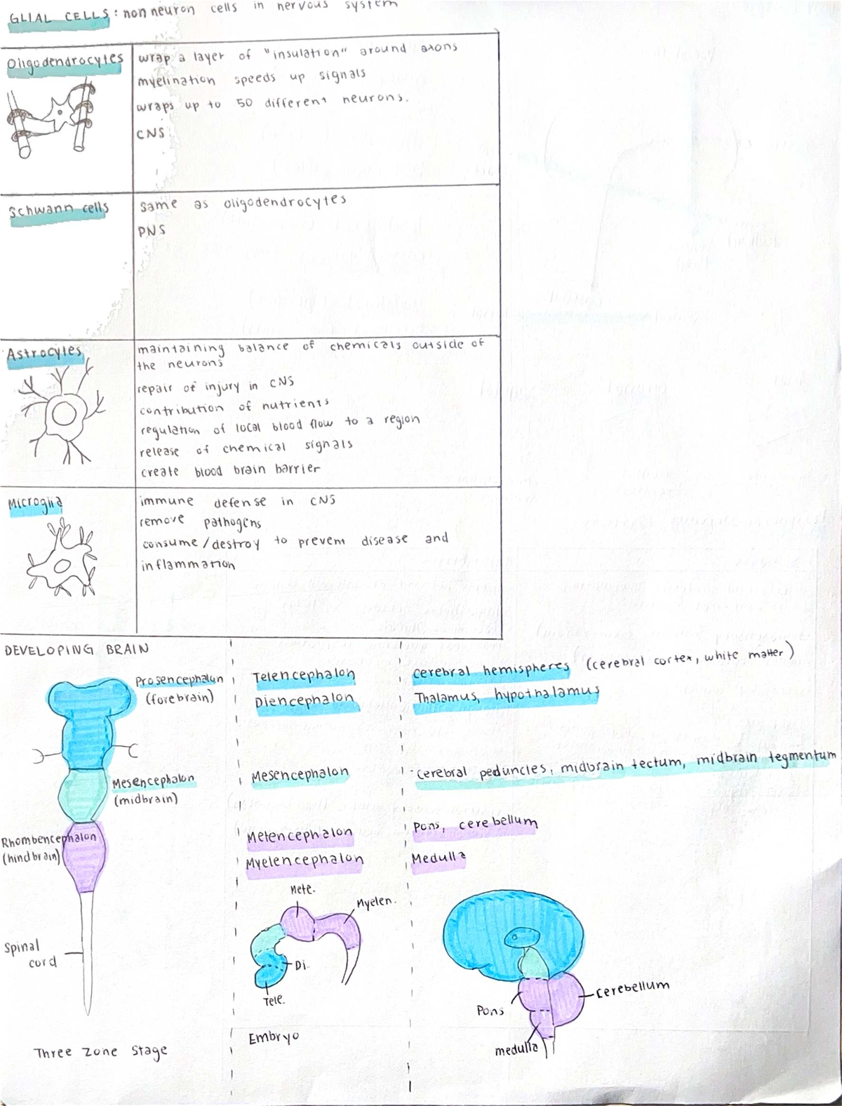 GLIAL CELLS: Functions and Development in the Nervous System - Studocu