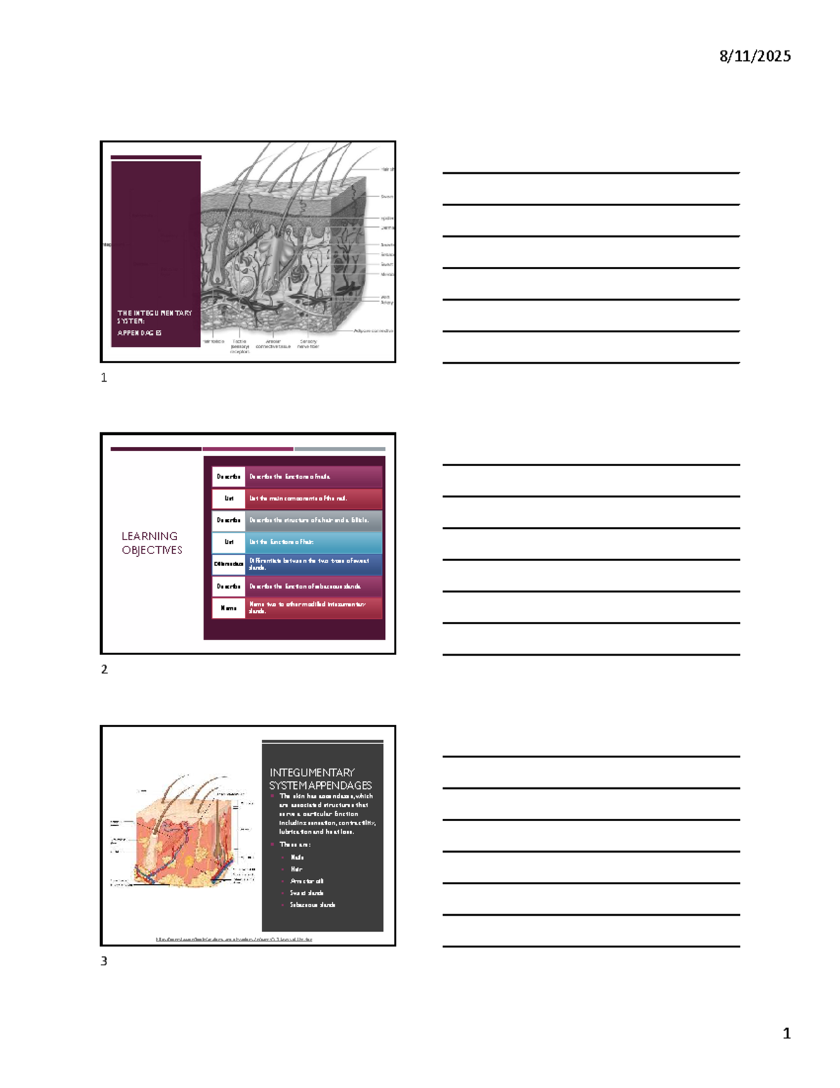 Integumentary System: Structure & Functions of Hair & Glands (BIO 101) - Studocu