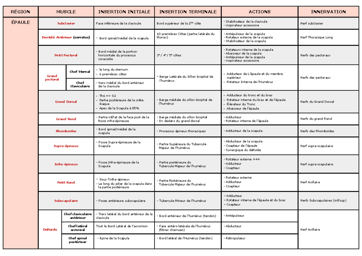 Tableau des muscles du bras et leur innervation détaillée (ANATOMIE101 ...