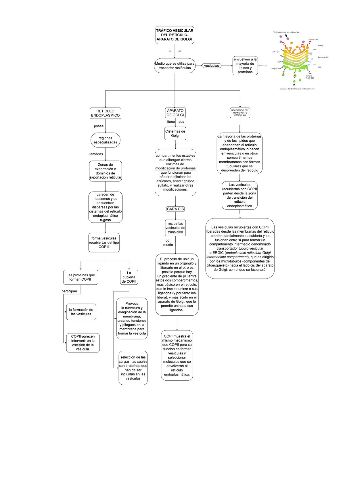 MAPA Conceptual sobre Transporte Vesicular en el Aparato de Golgi - Studocu