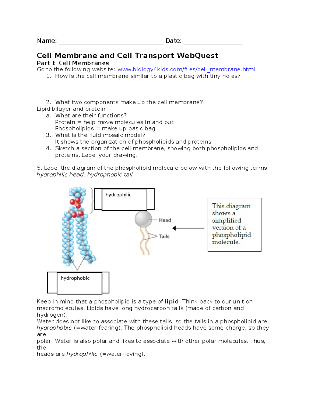 Cell Membrane WebQuest CP: Understanding Structure & Transport - Studocu