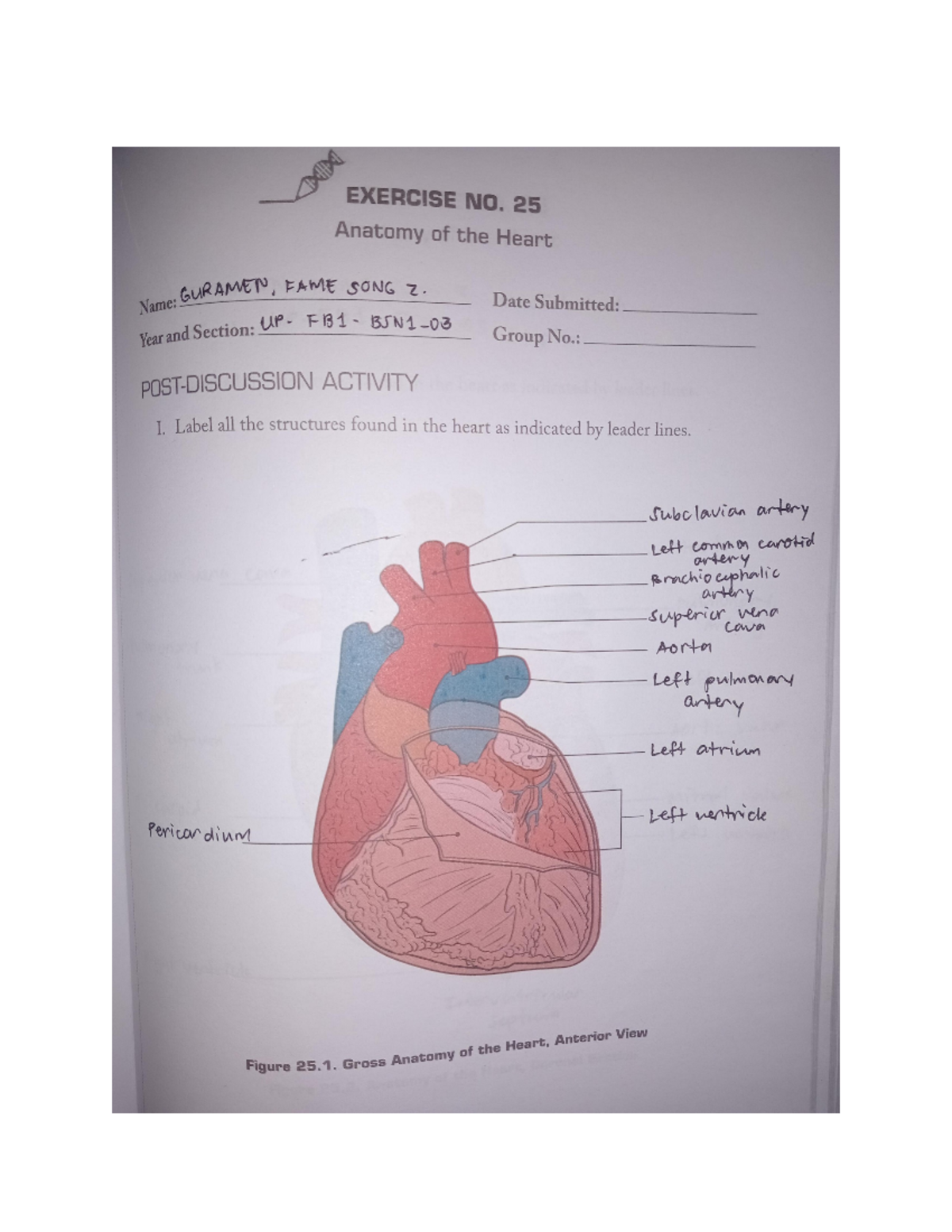 Anatomy of the Heart & Blood Pressure Lab Manual - FB1 - Studocu