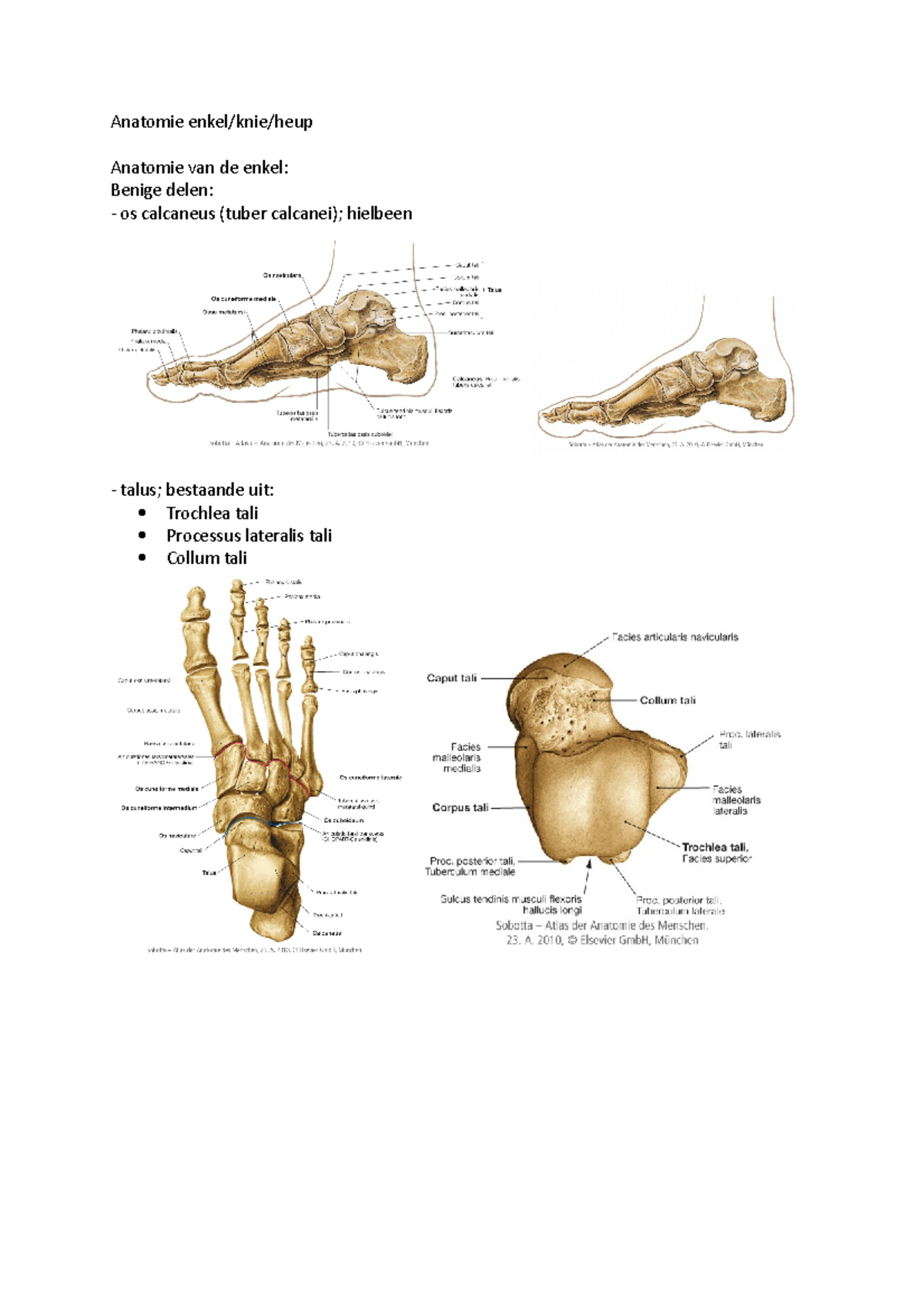 Anatomie van Enkel, Knie en Heup: Uitleg van Botstructuren - Studeersnel