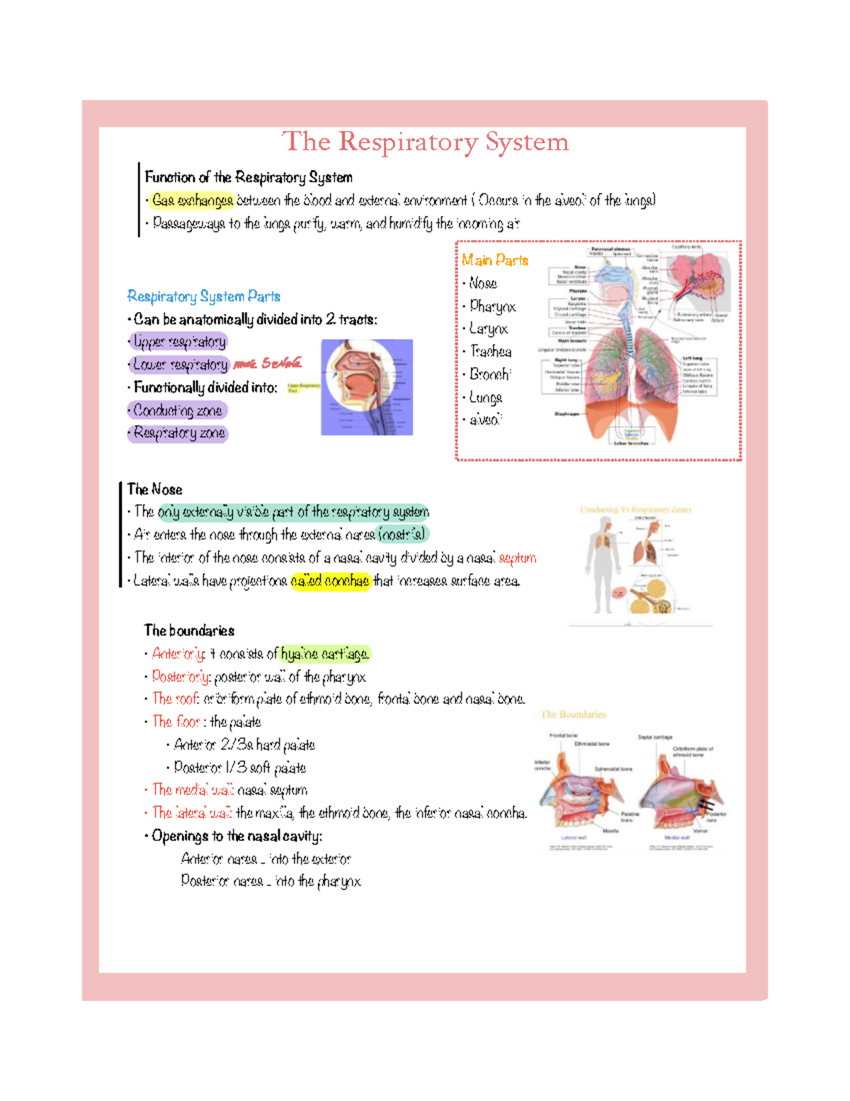 Anatomy of the Respiratory System - The Respiratory System Function of the Respiratory System ...