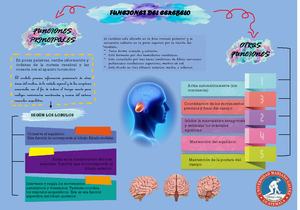 Hígado - resumen de inervacion del higado, ruviere - HÍGADO Afluencia ...