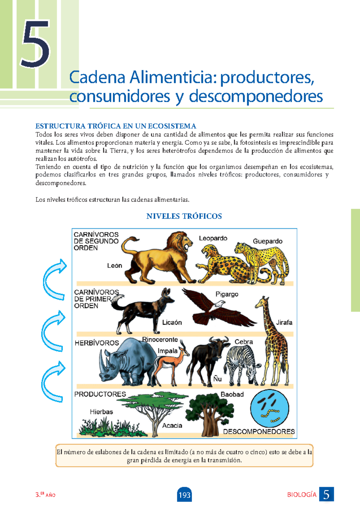 Ejemplos De Descomponedores De Ecosistemas Cadena Alimenticia
