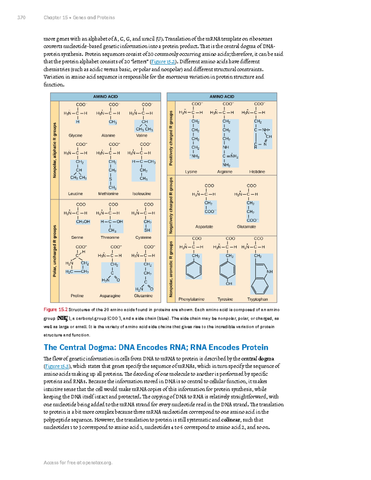 Eukaryotic Transcription and RNA Processing - Genetics 101 Notes - more ...