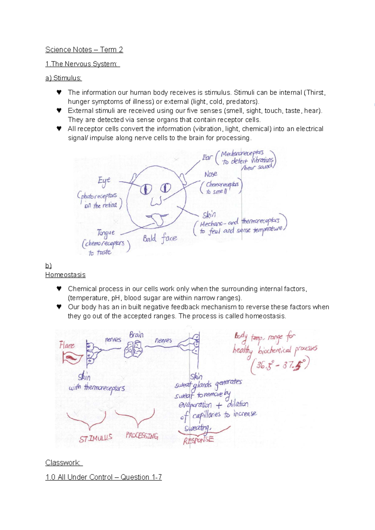 Science Notes Year 9 - Term 2: The Nervous & Endocrine Systems - Studocu