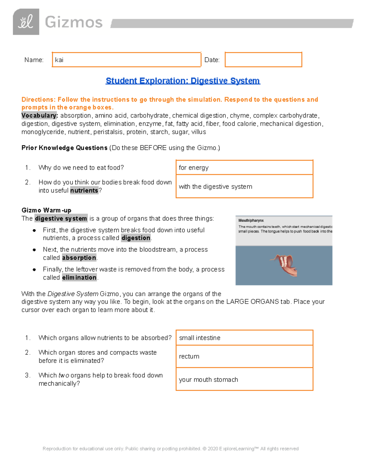 Digestive System Exploration SE: Gizmo Activity Insights - Studocu
