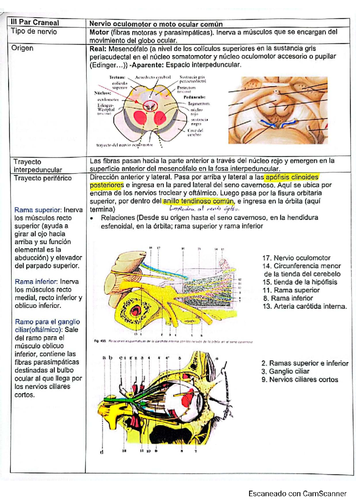 Anatomía del Tercer Par Craneal: Nervio Oculomotor (CN III) - Studocu