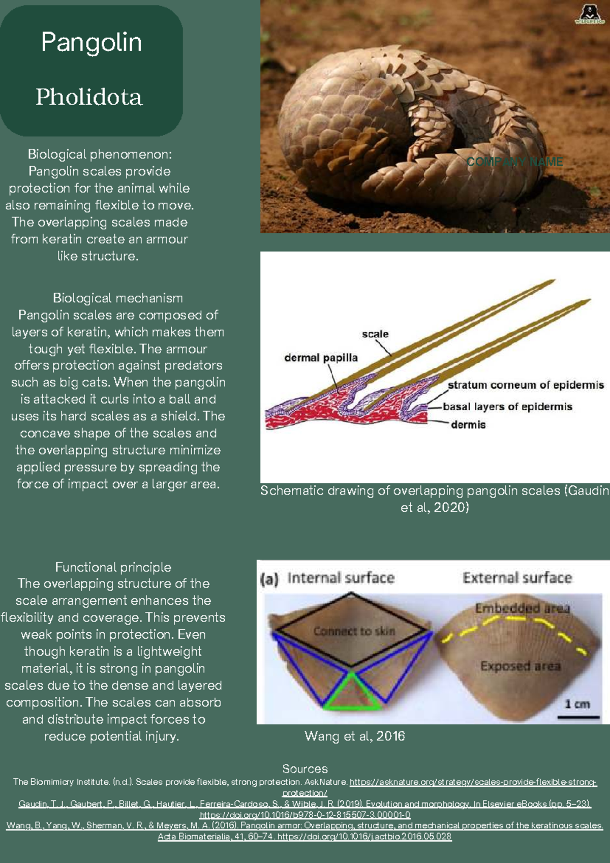 Pangolin Biocard: Flexible Protection Mechanism of Scales - Studeersnel