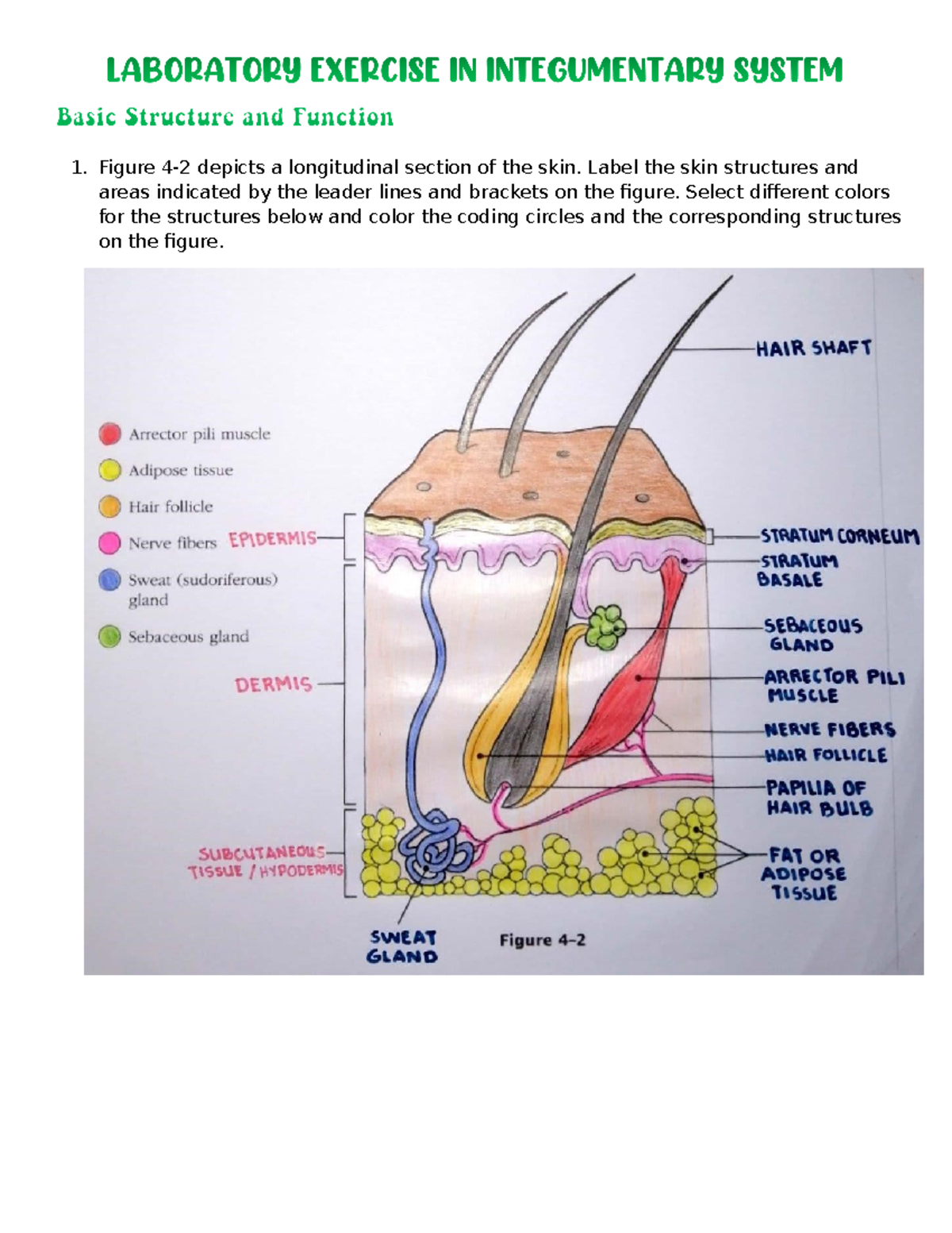 Module 4 Lab Activity: Skin Structure and Function Analysis - Studocu