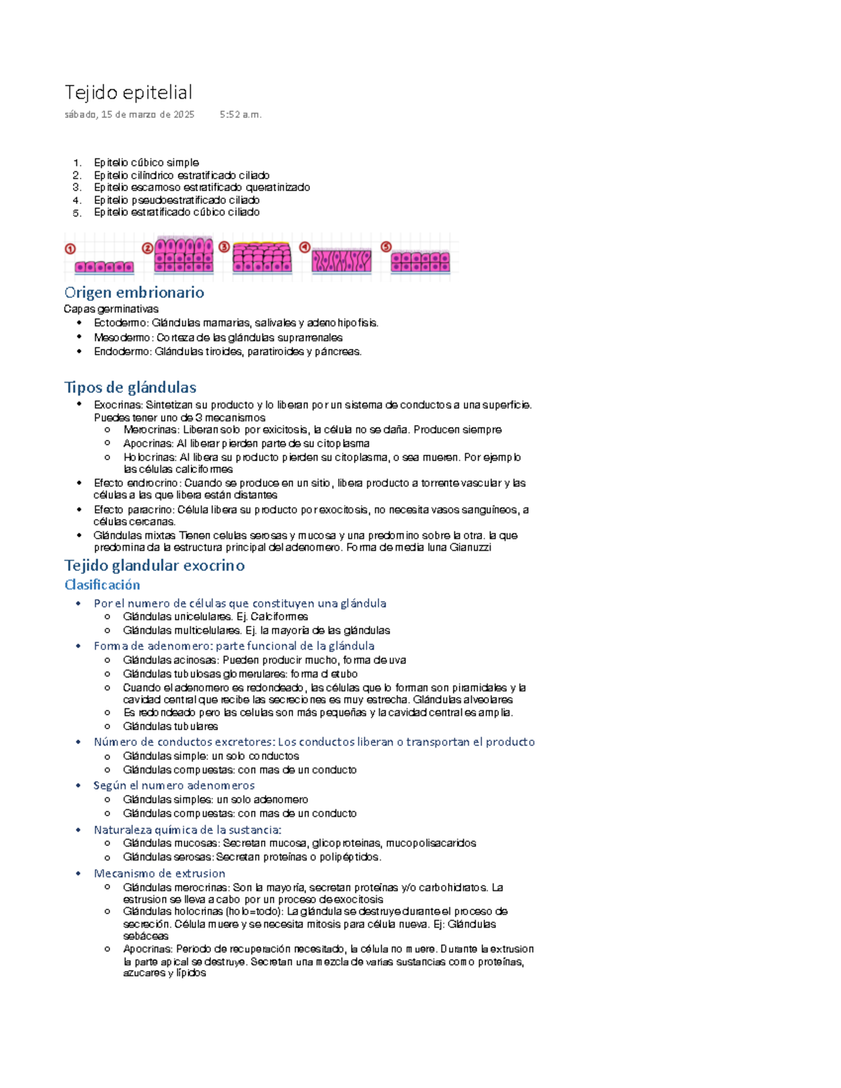 Tejido epitelial - 1. Epitelio cúbico simple 2. Epitelio cilíndrico ...