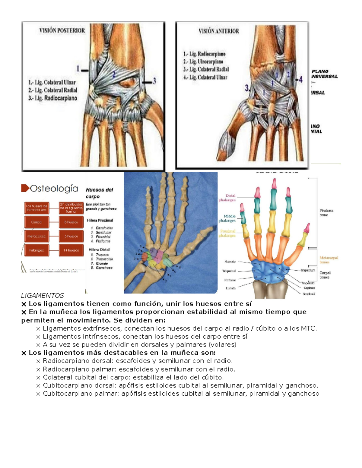 MANO - Ligamentos, Tendones y Músculos: Guía Completa - Studocu