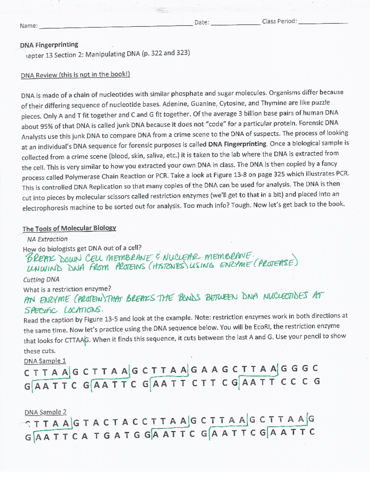 DNA Fingerprinting Lab Key: Chapter 13, Section 2 Insights - Studocu