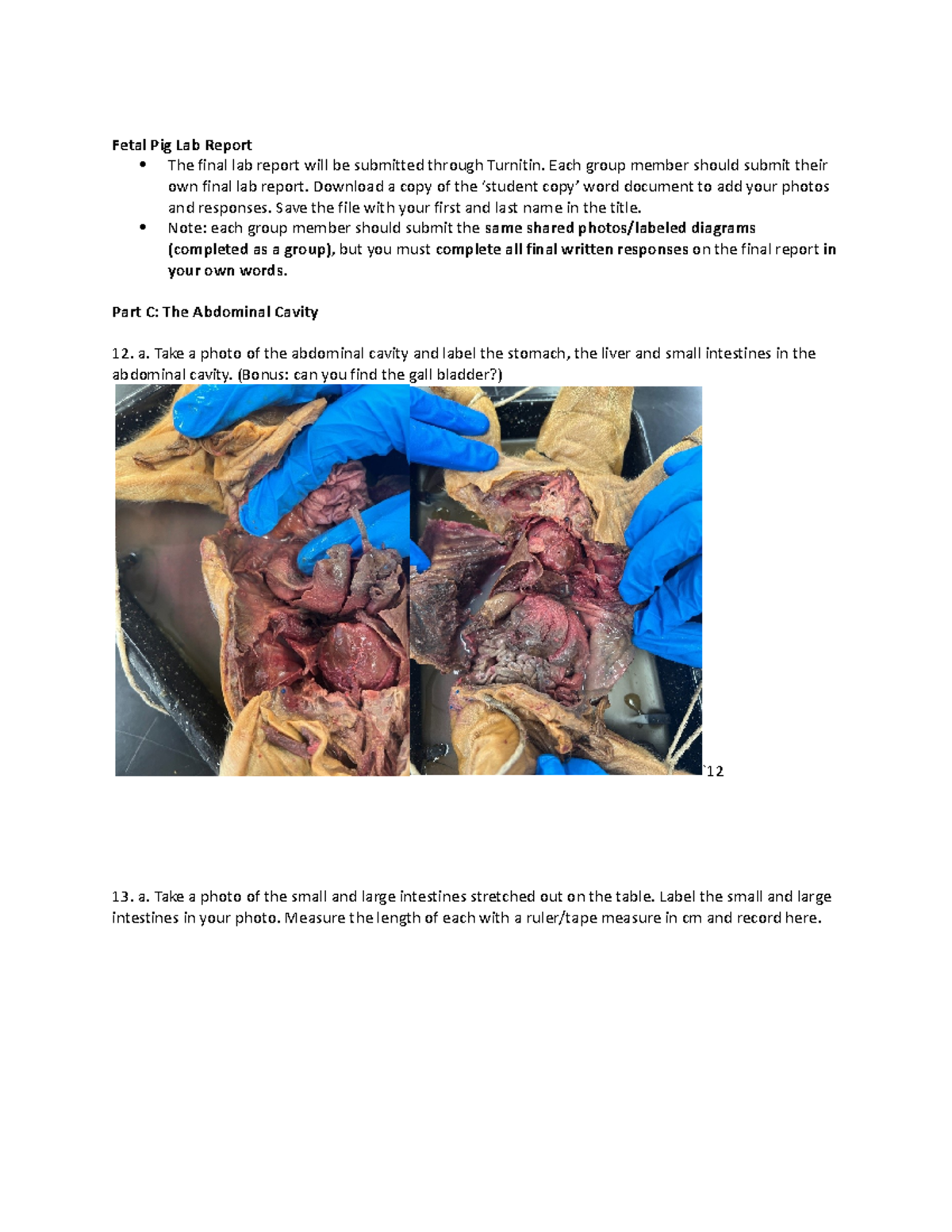 Fetal Pig Dissection - Fetal Pig Lab Report The final lab report will ...