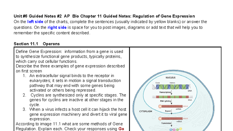Unit 11 Guided Notes #2 AP Bio Gene Expression Regulation Insights ...