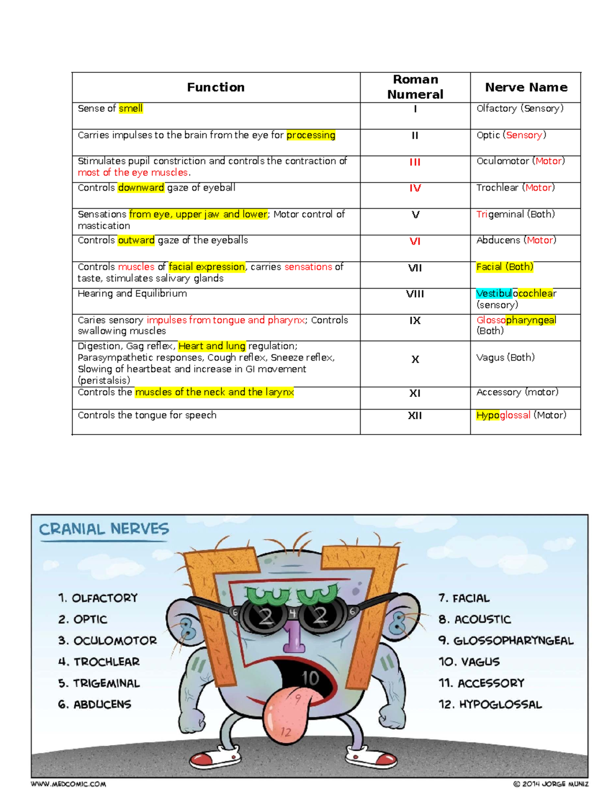 Cranial Nerve Overview: Functions & Names (Anatomy 101) - Studocu