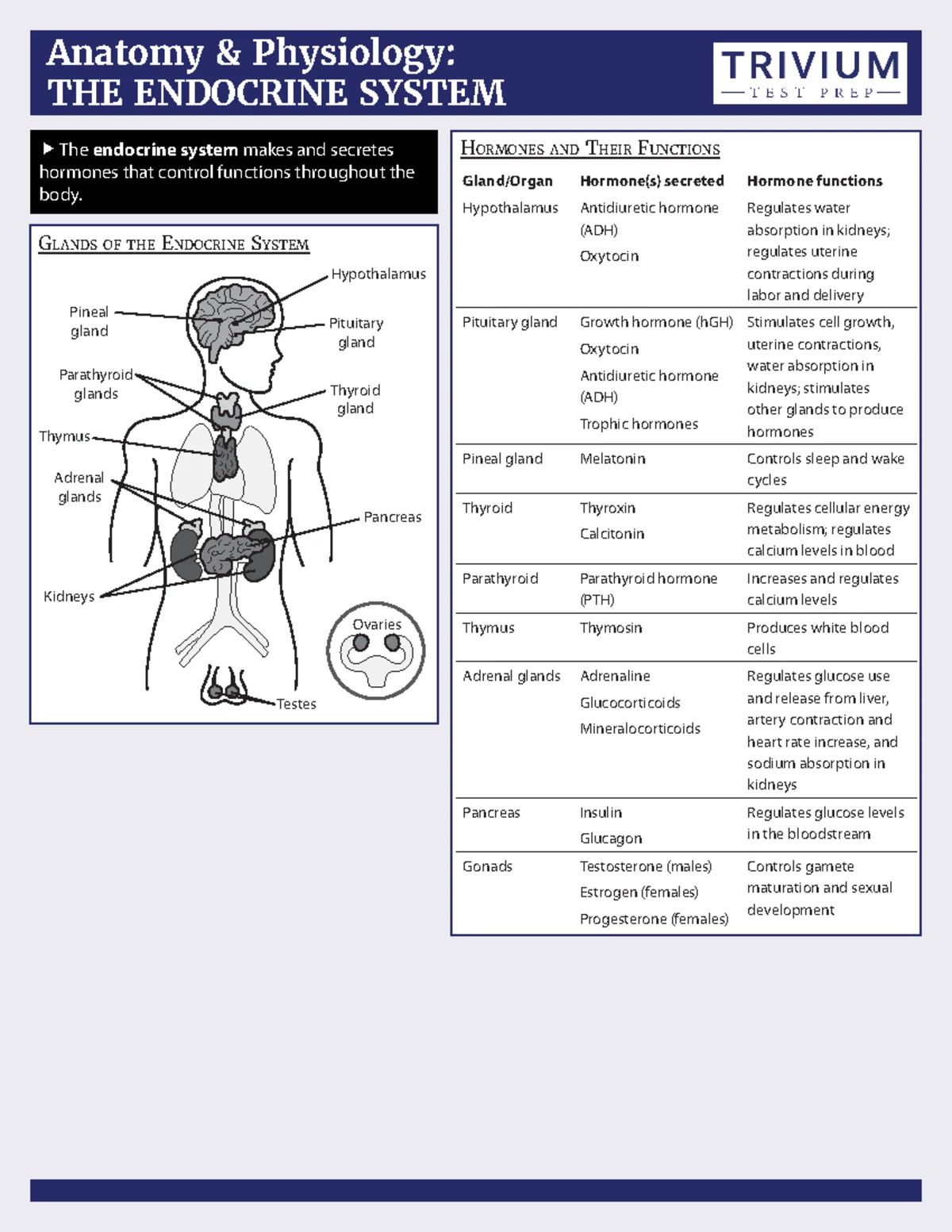 Immune System Overview and Key Terms - Anatomy & Physiology (APH 101 ...