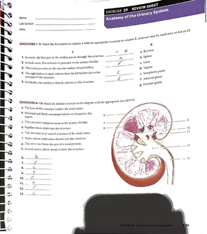 Chapter 25 - Lab assignment completed - Exercise 25 Review Sheet ...