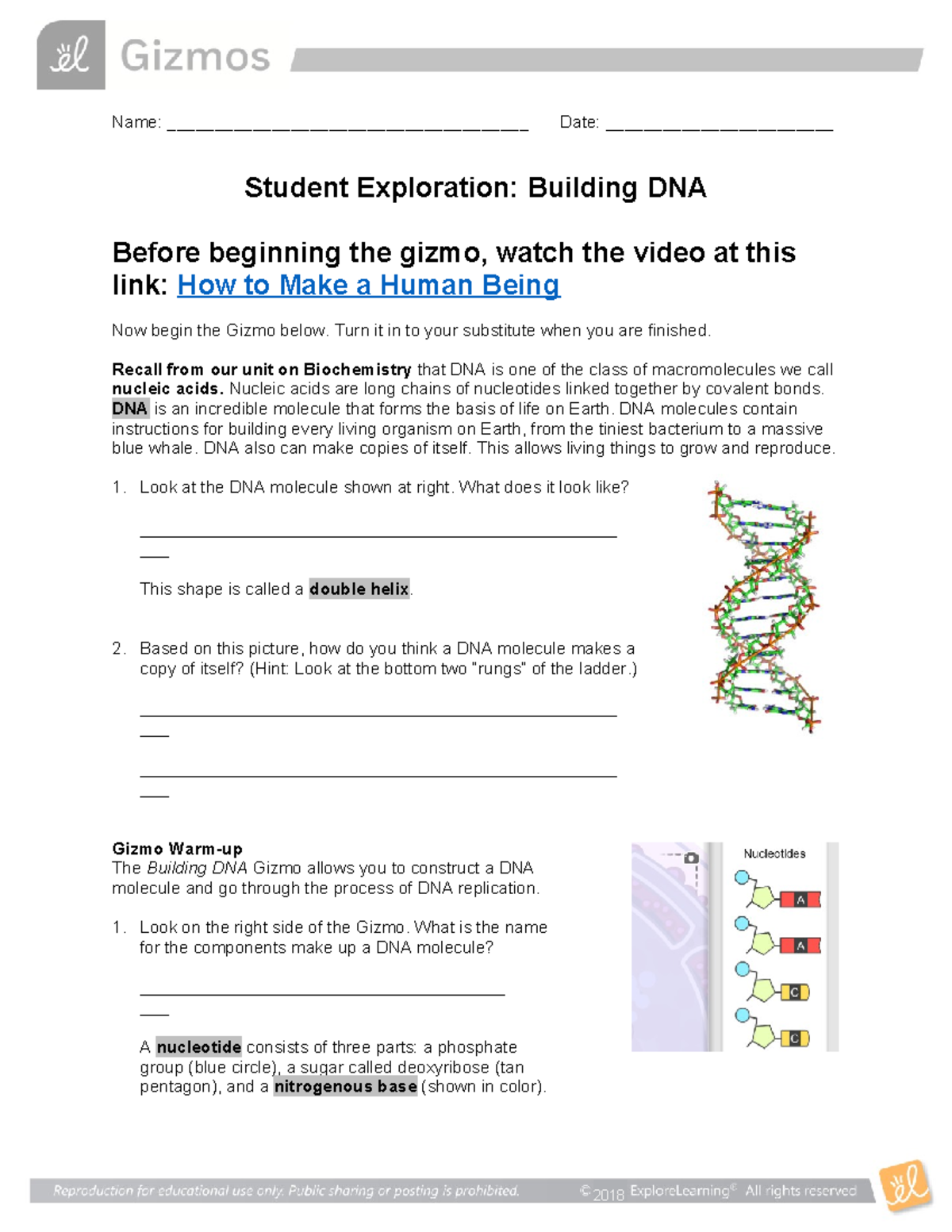 Building DNA Gizmo Exploration Guide for Biochemistry Studies - Studocu