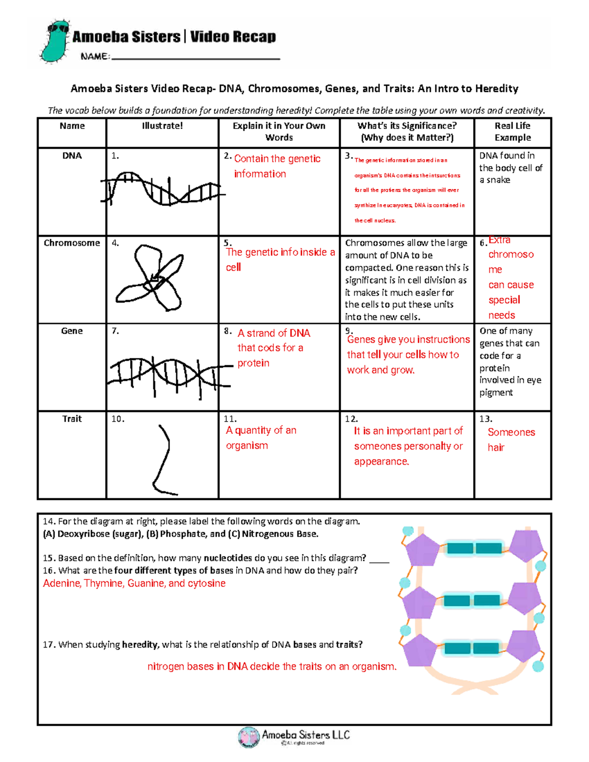 Amoeba Sisters Video Worksheet: DNA, Chromosomes, Genes & Traits - Studocu