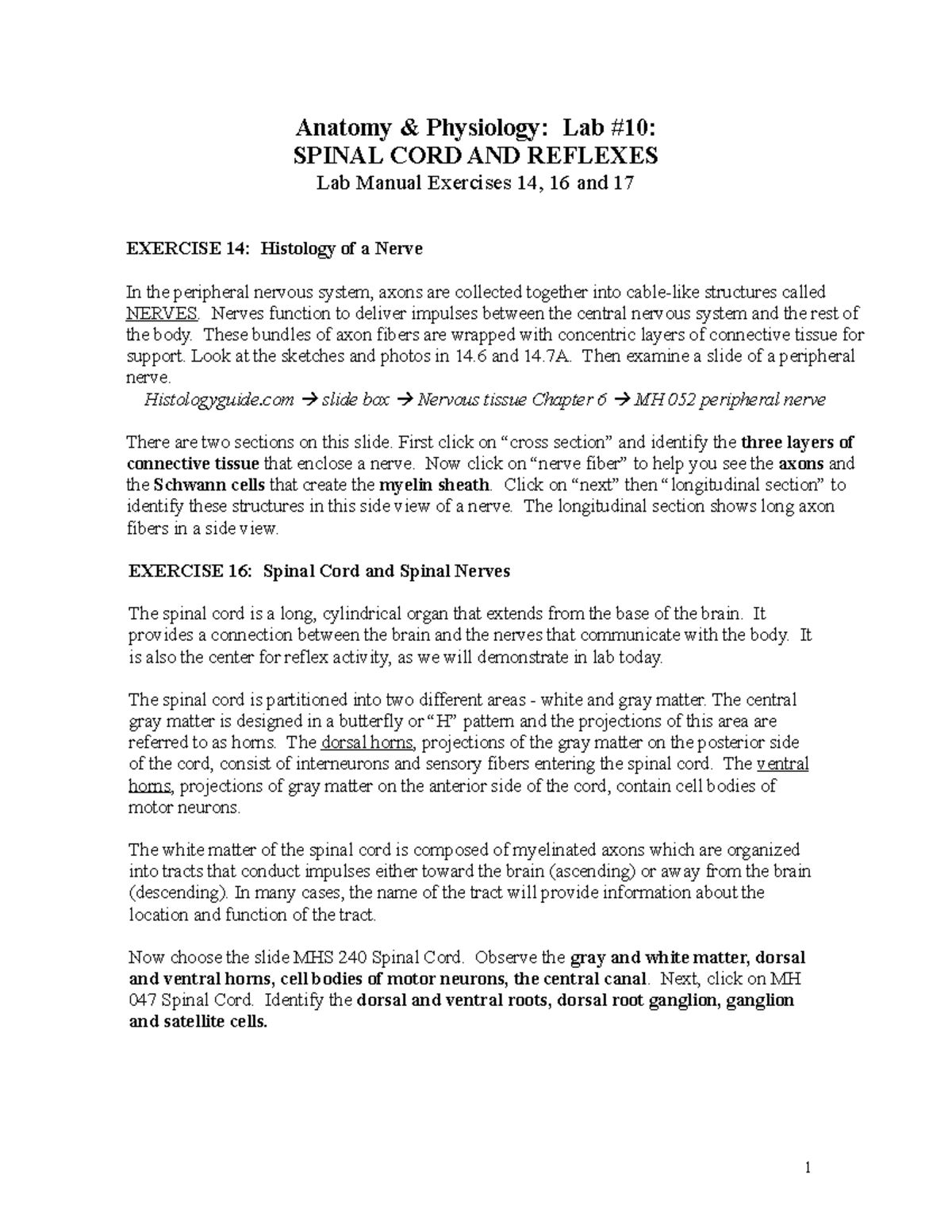 Lab 10 - Spinal Cord Anatomy & Reflexes Exercises Overview - Studocu