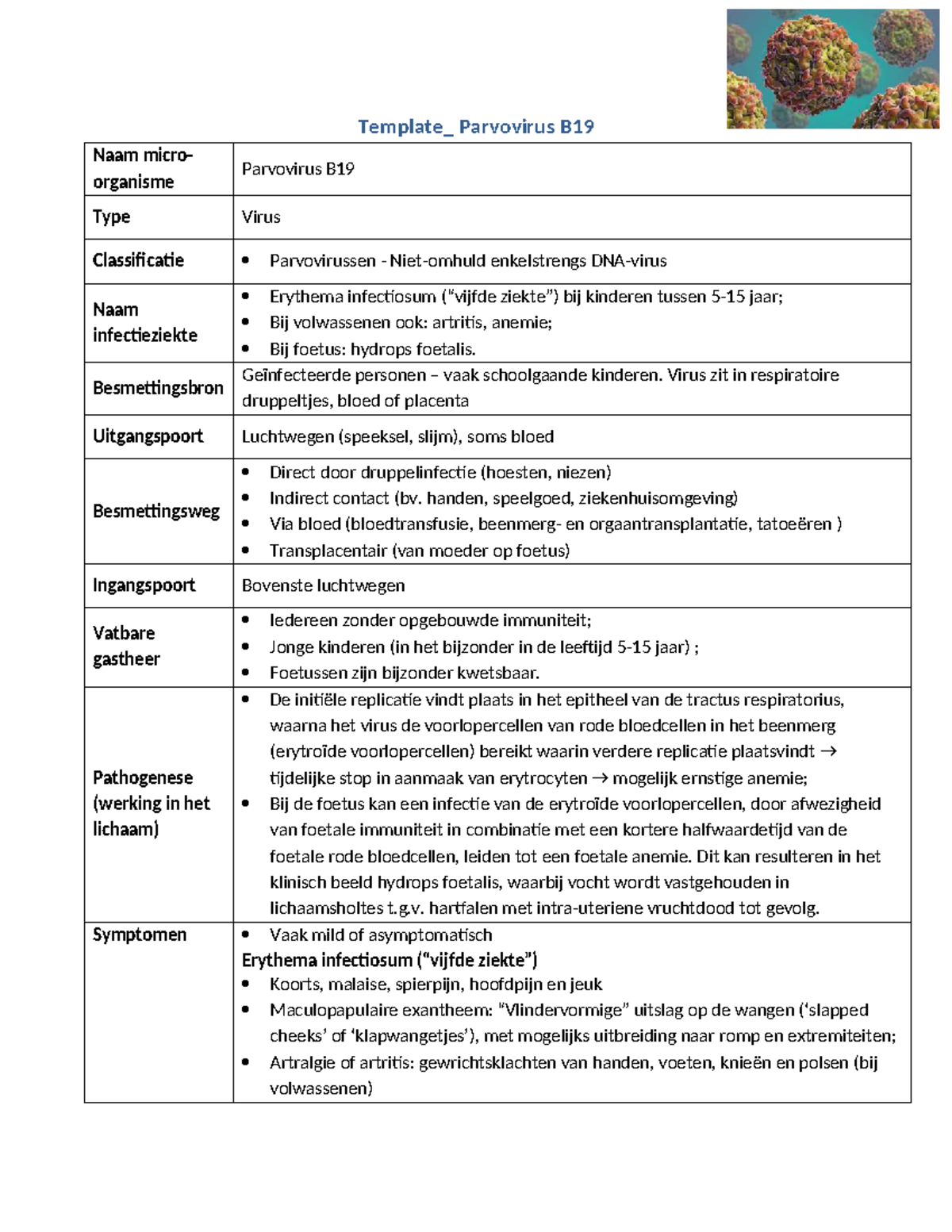 Template Parvovirus B19 - Vroedkunde Lesnotities - Studocu