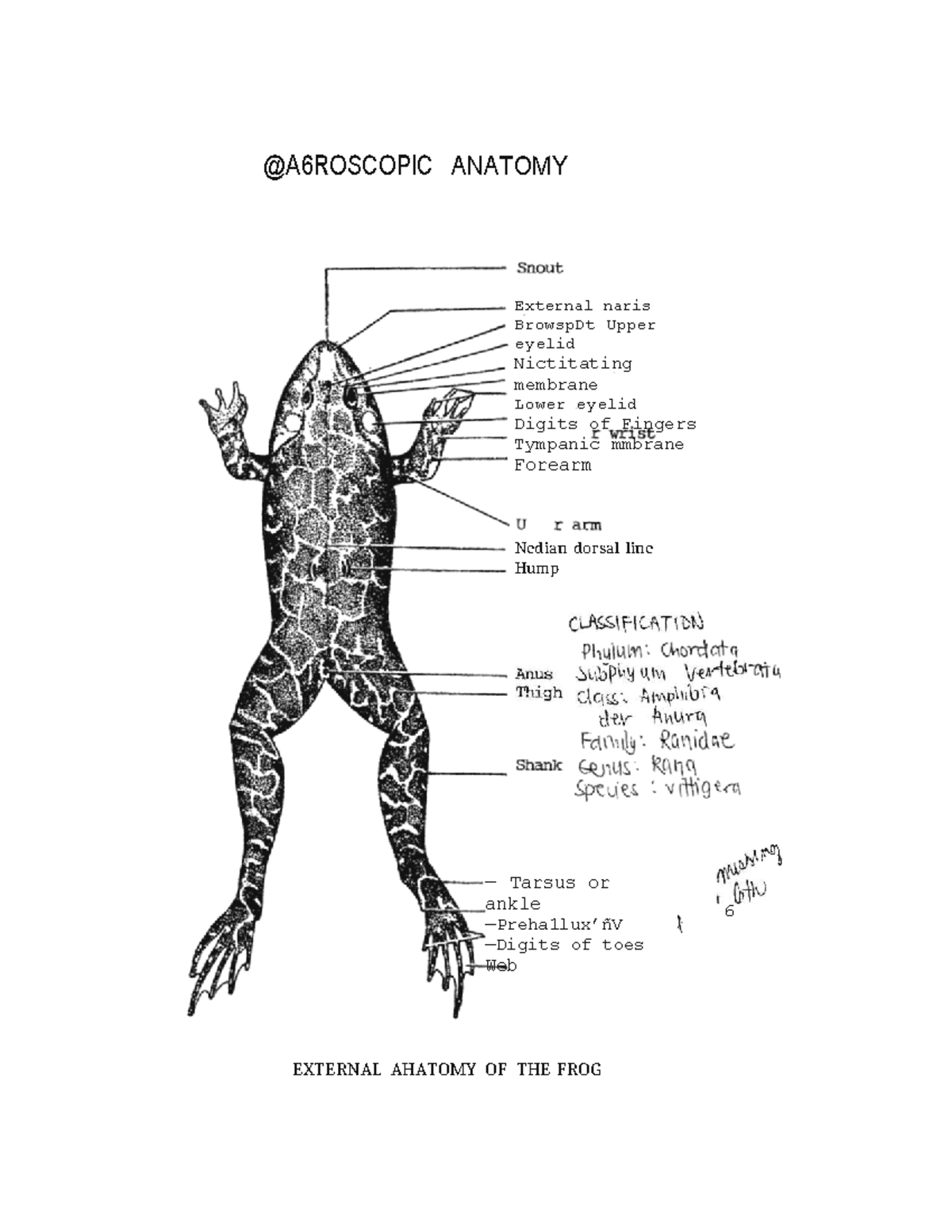 Frog-atlas - Frog Atlas - External naris BrowspDt Upper eyelid ...