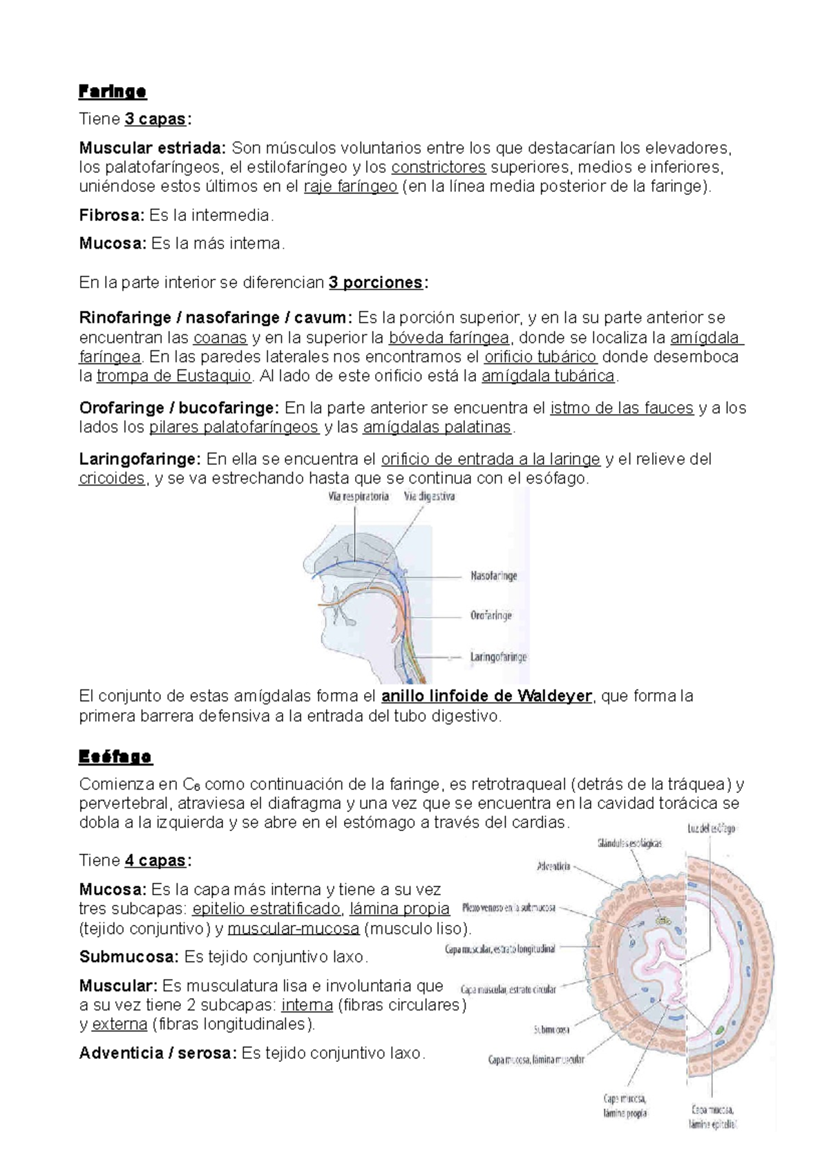 Sistema digestivo. Faringe y esófago - Faringe Tiene 3 capas: Muscular ...