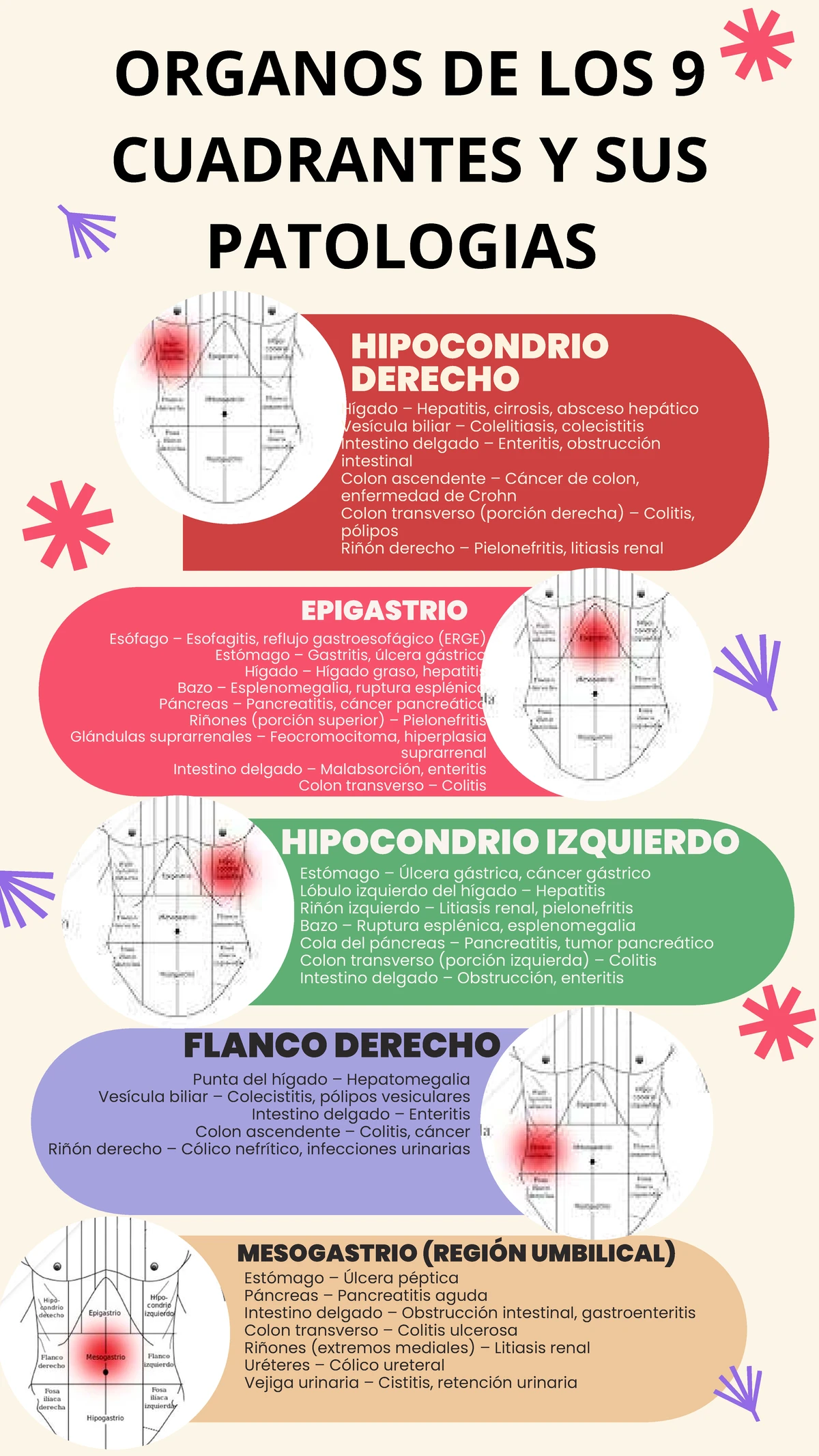 Actividad #8: Músculos de la Región Anterolateral y Posterior del ...