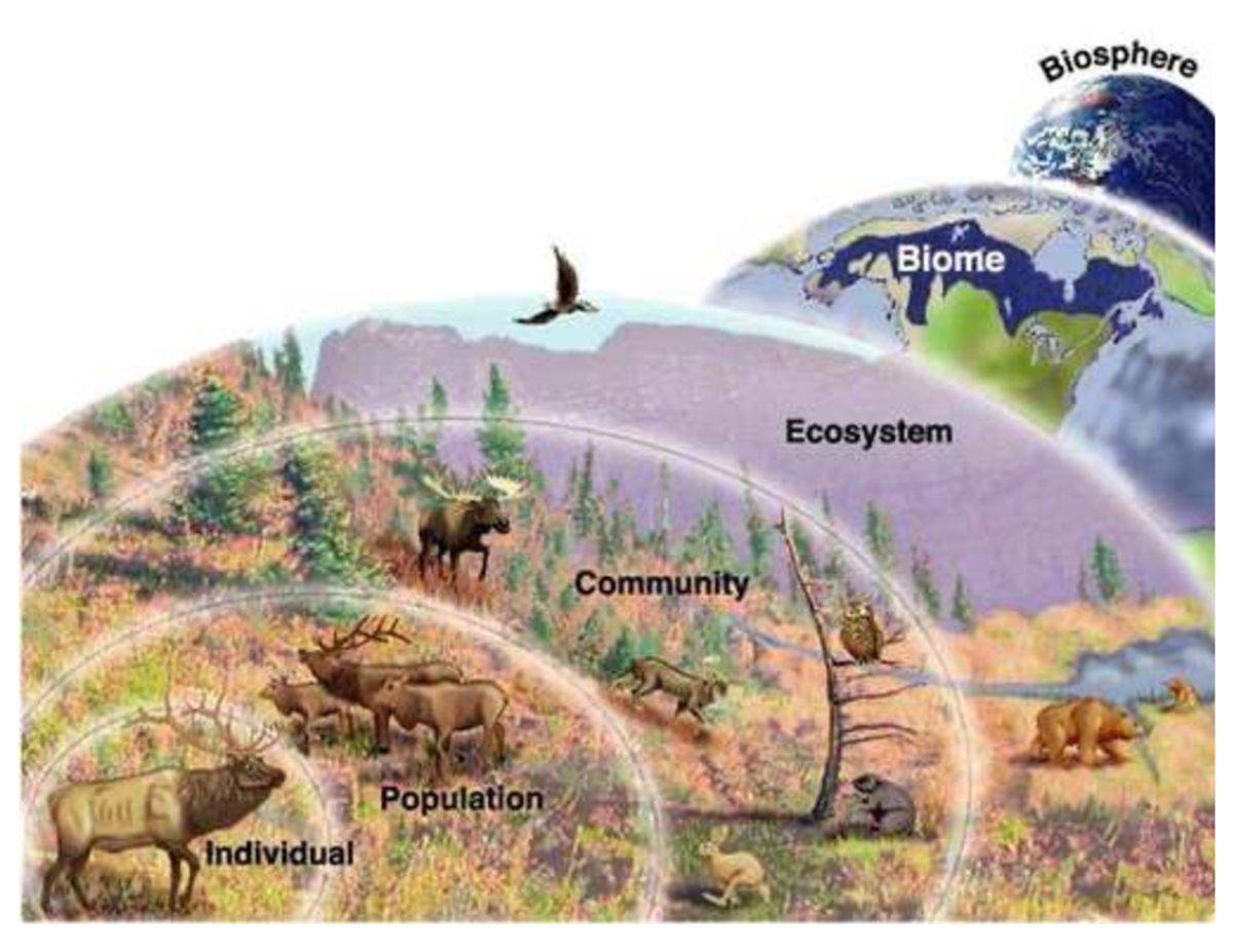 Biosphere: Environmental Impact and Biomass Overview - Studocu