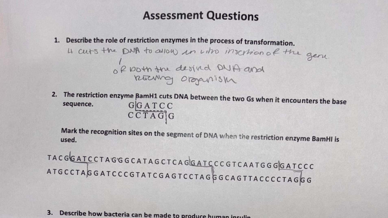 DNA Replication Assessment Questions: Role of Enzymes and Antigens ...