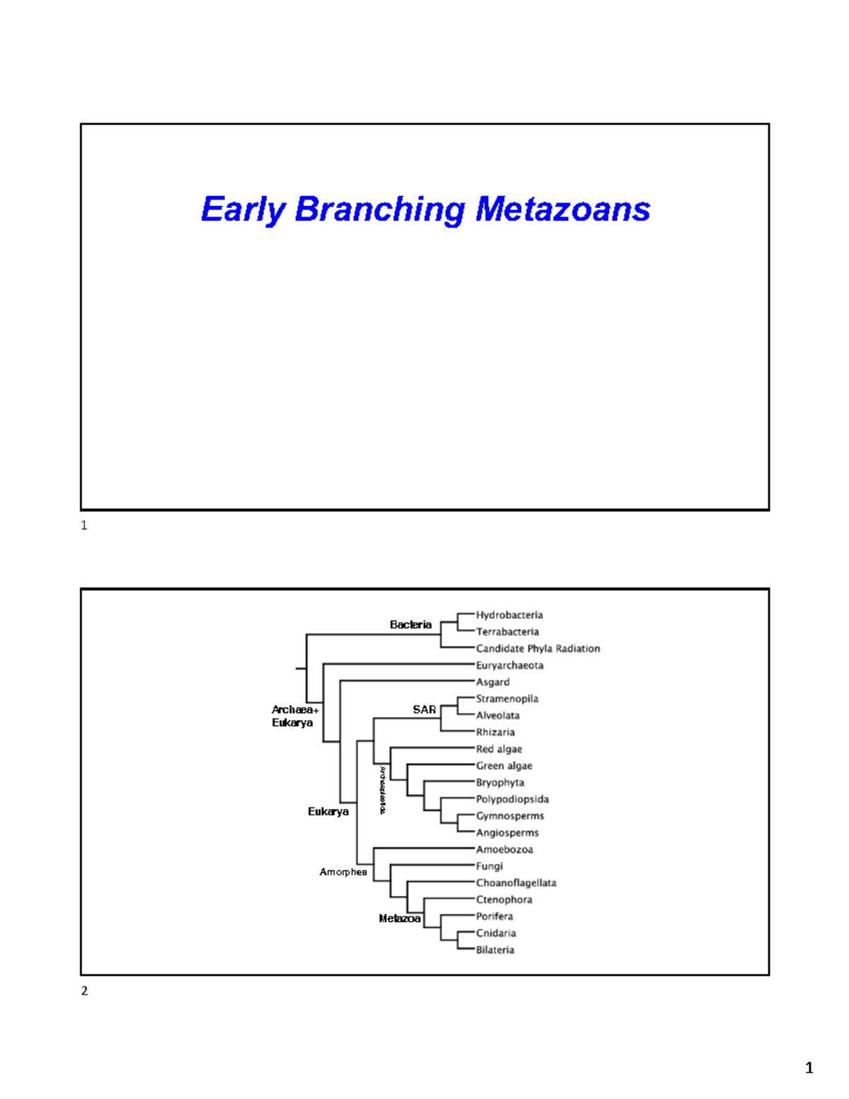 BIOL2010-24-Final Exam Study Guide: Early Branching Metazoa - Early ...
