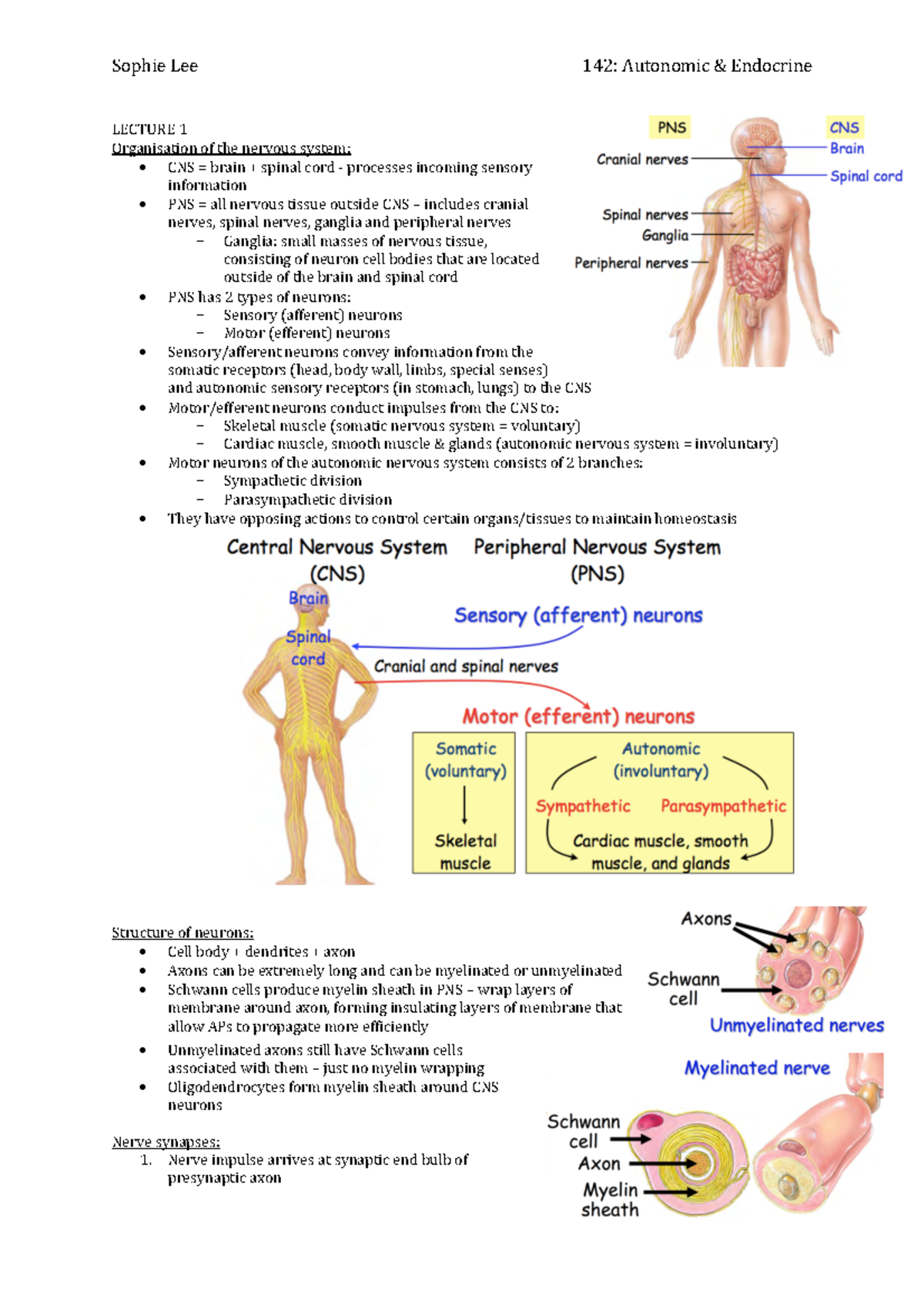 3. Lecture Notes on Autonomic & Endocrine Systems (BIO101) - Studocu
